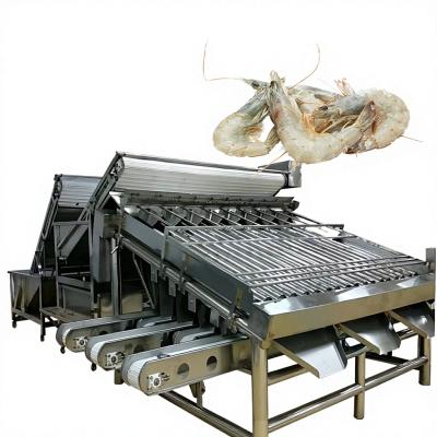 China SUS304 Practical Shrimp Sorting Machine , Anti Corrosion Prawn Grader High Capacity Shrimp Sizing Machine Shrimp Sorter for sale