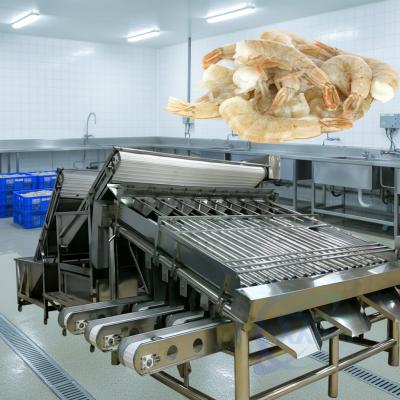 China Durable Roller Shrimp Grading Machine 1500kg-2000kg/H Roller Shrimp Sorter High Stable Roller Shrimp Sizing Machine for Seafood for sale