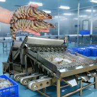 China Cheap Roller Prawn Grading Machine Multi Function Shrimp Sorter Durable Prawn Roller Sorting Machine Hot Sale Prawn Grader for sale