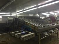 China Seafood and Shrimp Grading Processing Machine, Shrimp and Fish Sorting Machine, Crayfish and Shrimp Grading Machine for sale