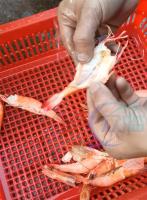 China Easy Operate Shrimp EBI Cutting Machine Prawn Belly Open Machine for sale