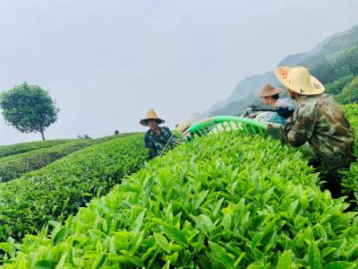 Cina Rivelazione del sapore squisito del tè Huang Guan Yin - Conservalo in un luogo asciutto e fresco in vendita