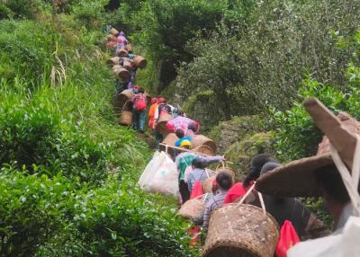 Cina Tempo di preparazione 2-3 minuti - Feibai Anji Tea Bianco Tè in piccola pentola per la gestione dello stress in vendita