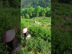 Tea tree map video