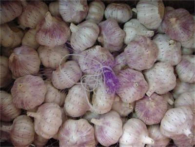 China 4.5-6.0cm Fresh garlic Shandong for sale