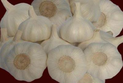 China 100 % Best Quality Fresh Garlic Peeled and unpeeled for sale