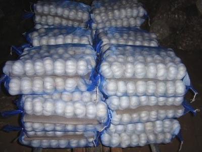 China garlic,fresh garlic,normal white garlic,pure white garlic for sale