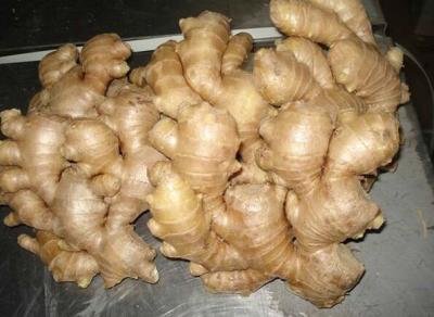 China new fresh ginger export for sale