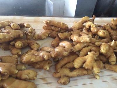 China Shandong price of fresh ginger from ginger exporter for sale