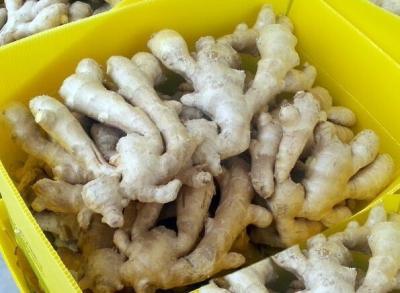 China HIGH QUALITY BEST PRICE VIETNAM WHOLE SALE FRESH GINGER for sale