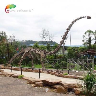 China Lebensgroßes Dinosaurier-Modell Skeleton Mamenchisaurus Skeleton Sunproof 15m zu verkaufen