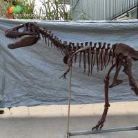 China Personalized customization Dinosaur Bone Replicas T Rex Skull Replica for sale