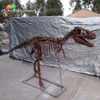 China Personalized customization Dinosaur Bone Replicas T Rex Skull Replica for sale