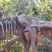 China Weather Resistance T Rex Skeleton Replica for sale
