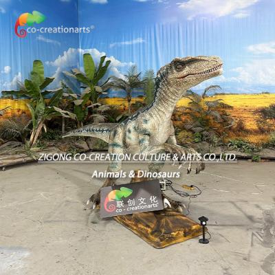 Chine Vélociraptor animatronique réaliste : Exposition dynamique de qualité muséale avec mouvements réalistes et peau détaillée pour une éducation immersive à vendre