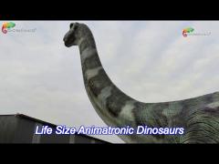 Theme Park 12M Animatronic Brontosaurus Life Size Animatronic Dinosaur Realistic Model For Jurassic