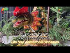 Simulation Life Size Animatronic Dinosaur Dilophosaurus For Amusement Park