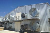 China Custom Steel Frame Poultry House Q235/Q355B H-Section Structure with 50-100mm Insulation and Custom Dimensions for sale