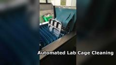 Large dinner plate commercial dishwasher cleaning in progress