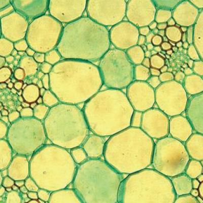 Cina 610 Oli di silicone Poliuretano Additivo per la produzione di schiuma per la produzione di spugne di schiuma di flatulenza a rimbalzo lento in vendita