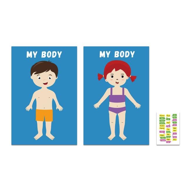 Removable Body Learning Dry Erase Poster