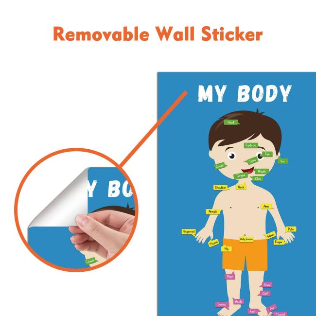 Removable Body Learning Dry Erase Poster