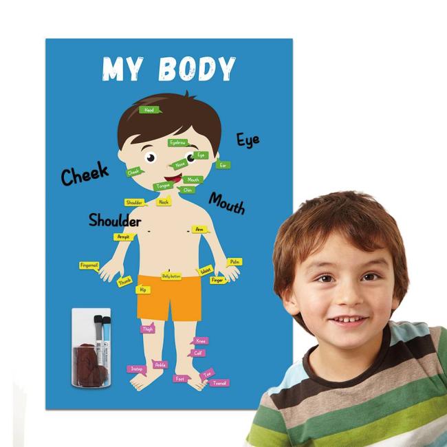 Removable Body Learning Dry Erase Poster