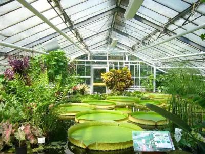 China Tempered Greenhouse Glass Panels CE Approved 4mm Greenhouse Glass for sale
