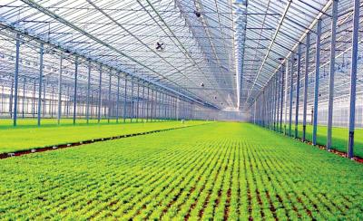China 300*300mm Toughened Greenhouse Glass Lightweight Green House Glass High Transmittance for sale