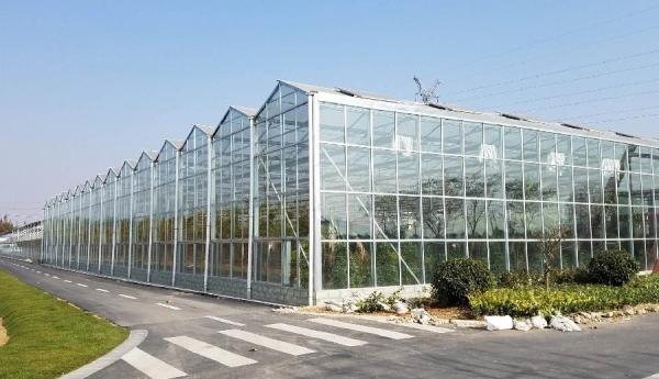 Quality High Transmittance Greenhouse Glass 4mm Garden House Glass Lightweight for sale