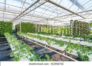 Quality 4mm Tempered Glass Greenhouse Panels Customizable Greenhouse Glass Roof Panels Lightweight for sale