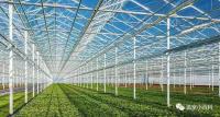 Quality Customizable Greenhouse Glass Panels 3.2mm 4mm Glass For Greenhouse Roof for sale