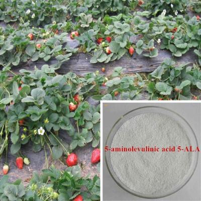 China Plant growth regulator chemical grade powder 106-60-5 5-aminolevulinic acid 5-ALA 98% for sale