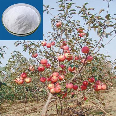 China Plant growth regulator CAS No. 5025-82-1 Folcisteine NATCA 98% for sale