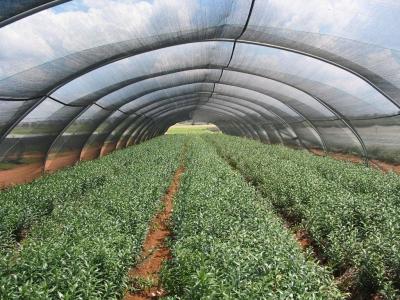 China Black Garden / Carport Wind Production Agriculture Shade Net Polypropylene Shade Cloth for sale