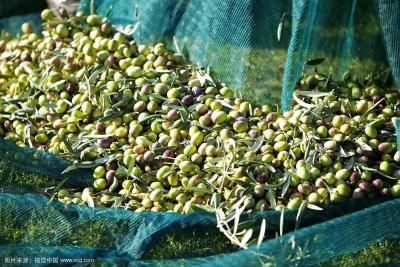 China 100% virgin HDPE green70-150 gsm  falling olive harvest netting for sale