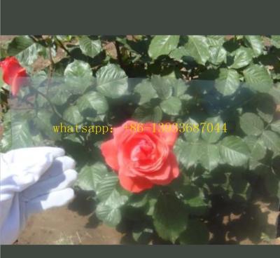 China ultra thin tempered Anti Reflective Glass for sale
