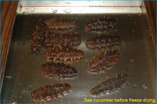 sea cucumber waiting freeze drying