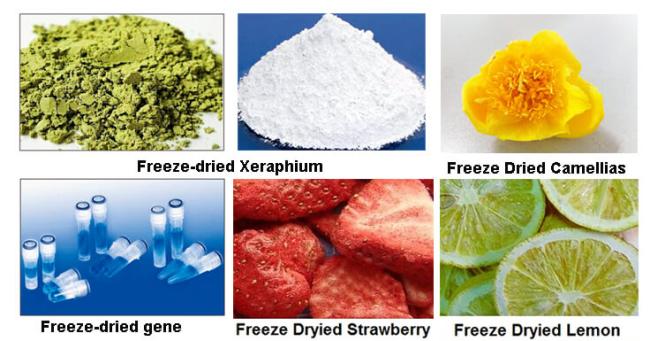 freeze drying samples