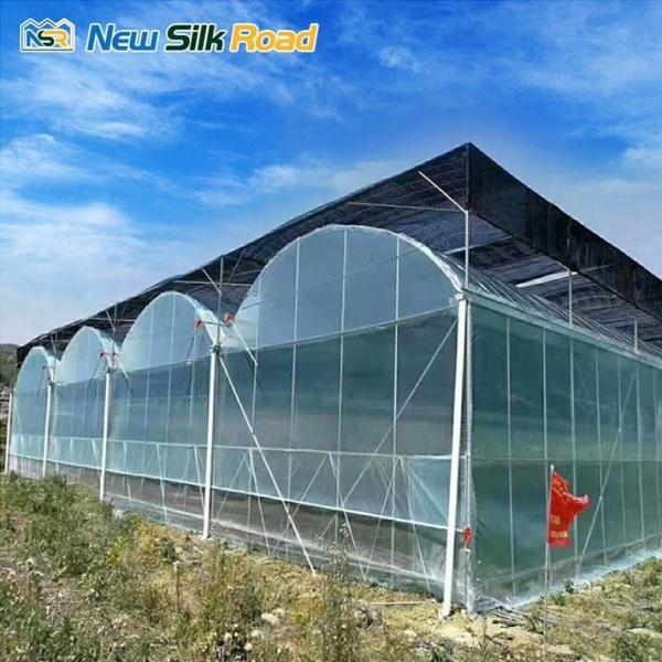 Quality Large NSR Greenhouse Single Layer Chinese Economical Plastic Film Agriculture Tunnel for sale