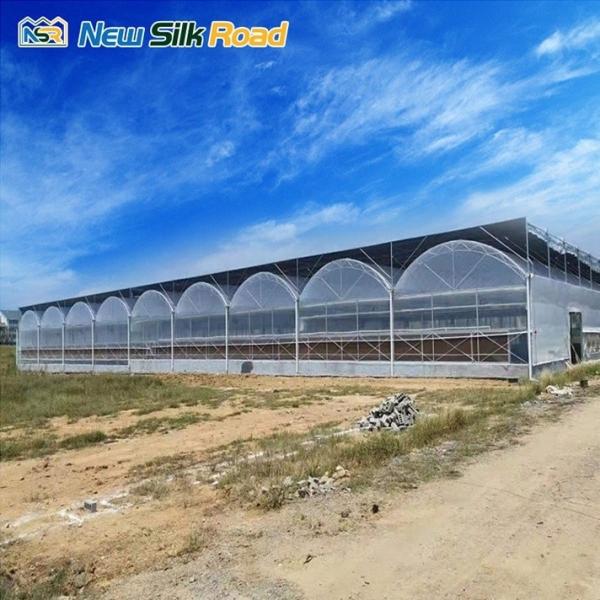 Quality Affordable NSR Greenhouse Tunnel for Strawberry Cultivation Roof Height 3.5m-5.8m for sale