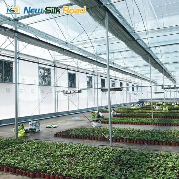Quality NSR Large Single Layer Hydroponic Greenhouse with Plastic Film and Steel for sale