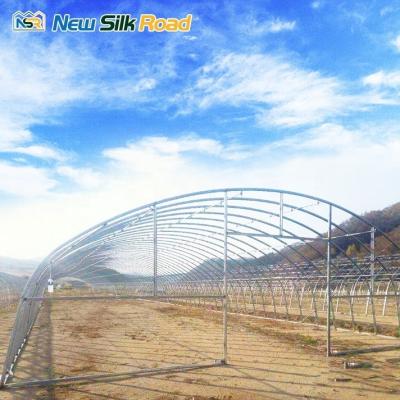 China Small Agricultural Poly Tunnel Greenhouse Low Cost Garden Cover with Plastic Film Single Layer PE Steel Material for Plant for sale