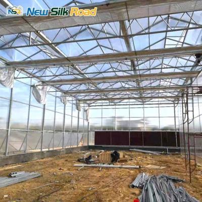 China Tomato Farming Multi-Span Greenhouse with Customized Gutter Height and Roof Vents for sale