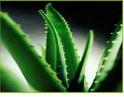China Aloe-emodin for sale
