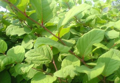 China Polydatin for sale