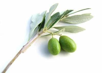 China Oleanic acid for sale