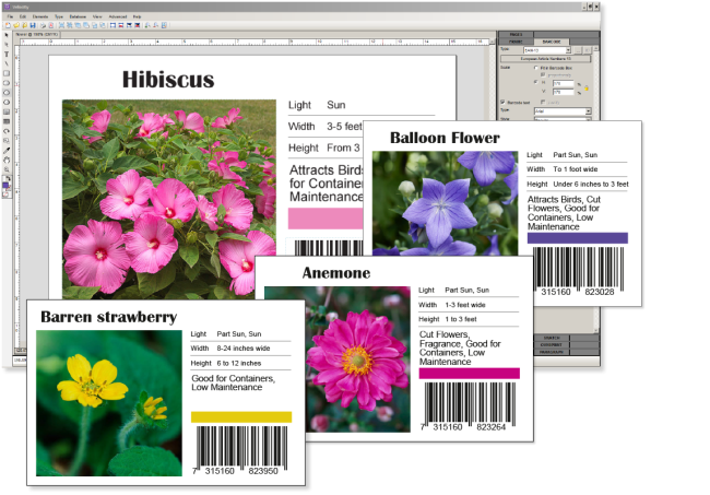 mainflowers 2 150ppi