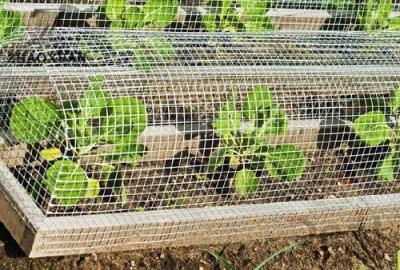 China 1/4 Inch Galvanized Welded Wire Mesh Roll for Garden Farm Cage for sale