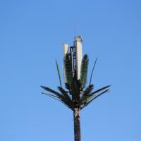 China Customization 20m-50m Communication Monopole Artificial Tree Cell Towers Telecom Palm Bionic Disguise Tree Pole Tower for sale